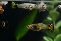 15 Cheap Freshwater Aquarium Fish to Buy on a Budget - A-Z Animals