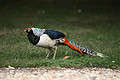 23 Animals with Striped Tails - A-Z Animals