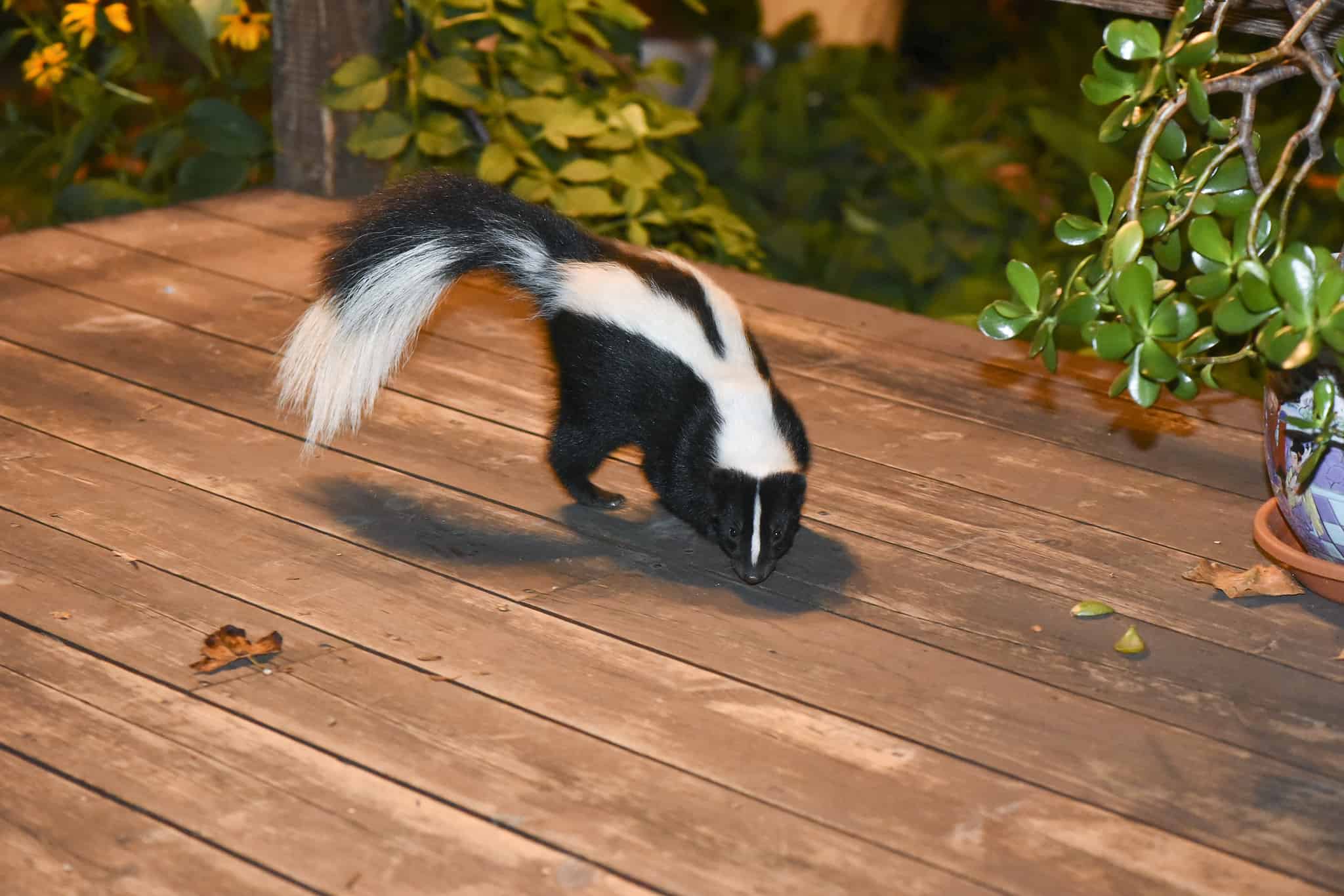 Are Skunks Endangered? - A-Z Animals Slideshows