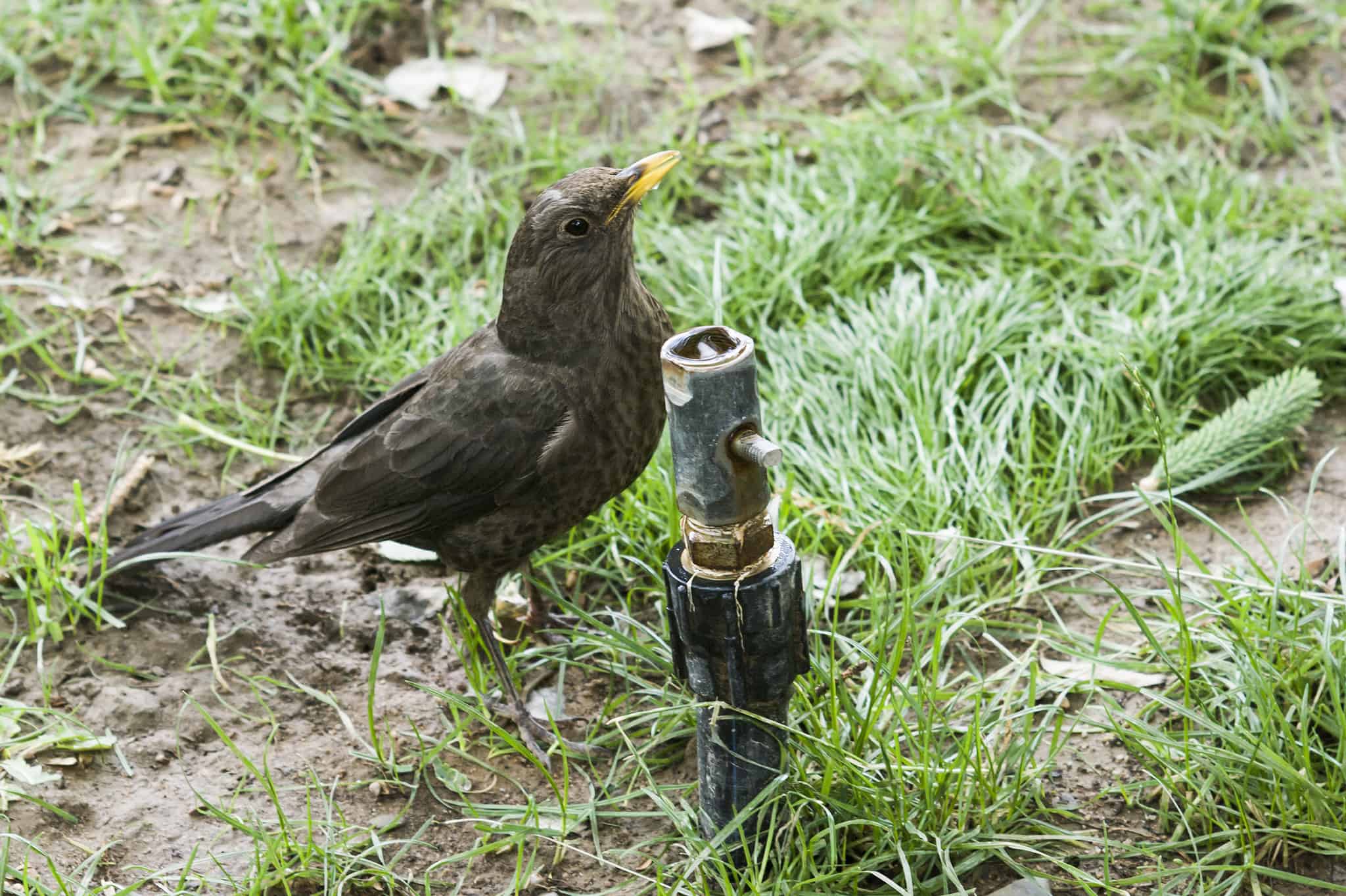 17 Black Birds With Yellow Beaks: How to Properly Identify Each Kind ...