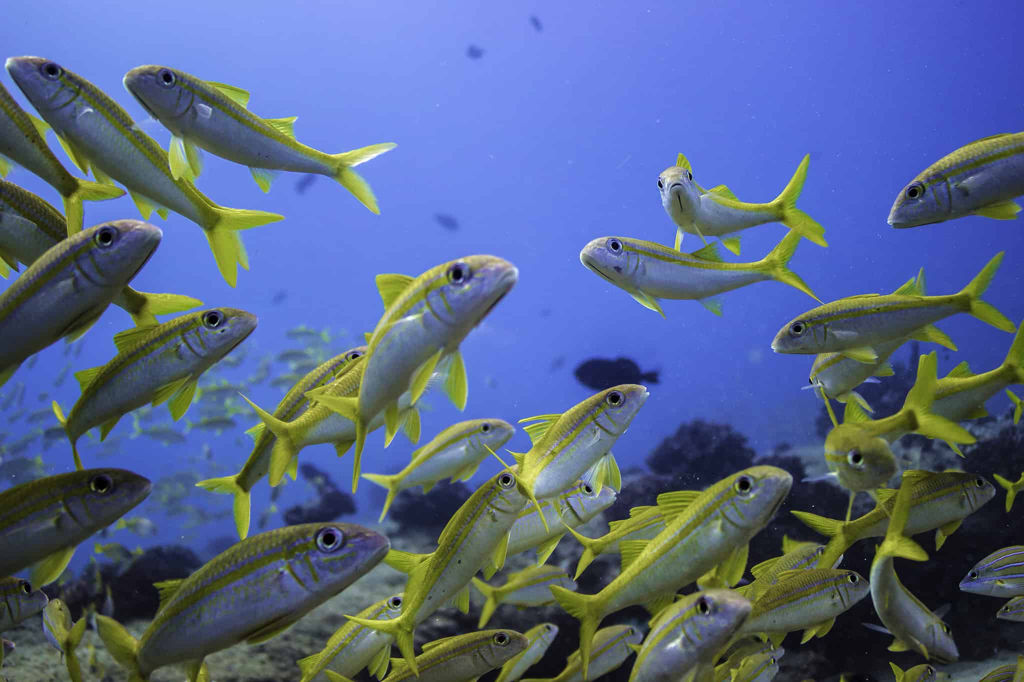 How Remoras Benefit from Riding Sharks and Whales - A-Z Animals