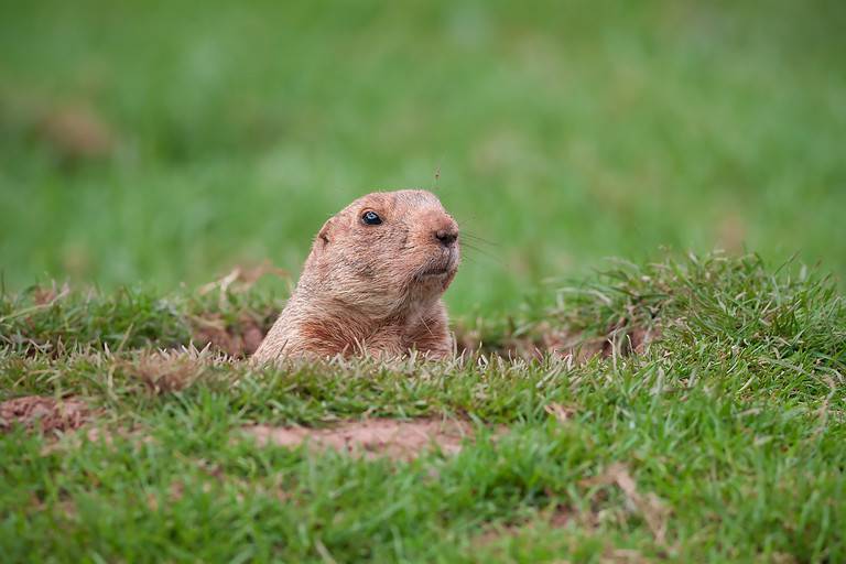 Nuisance Animals: What are they and How to Deal with Them - A-Z Animals