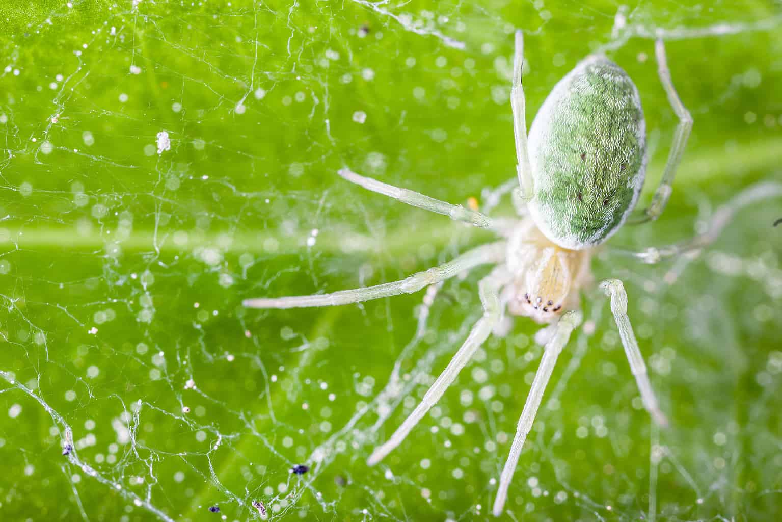 Complete Guide on Spider Eggs: Identification and How to Get Rid of ...