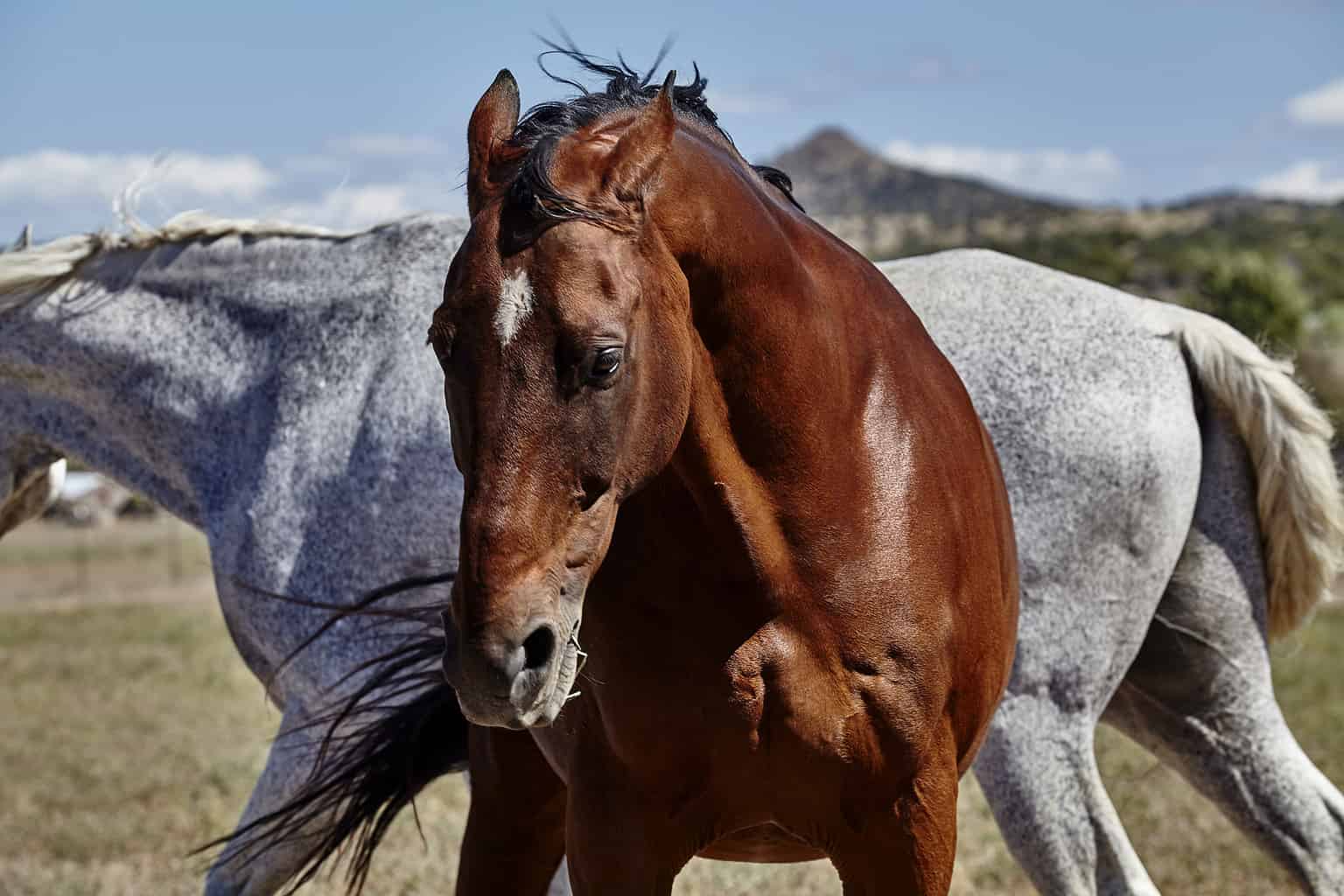 How Do Horses Communicate? - A-Z Animals