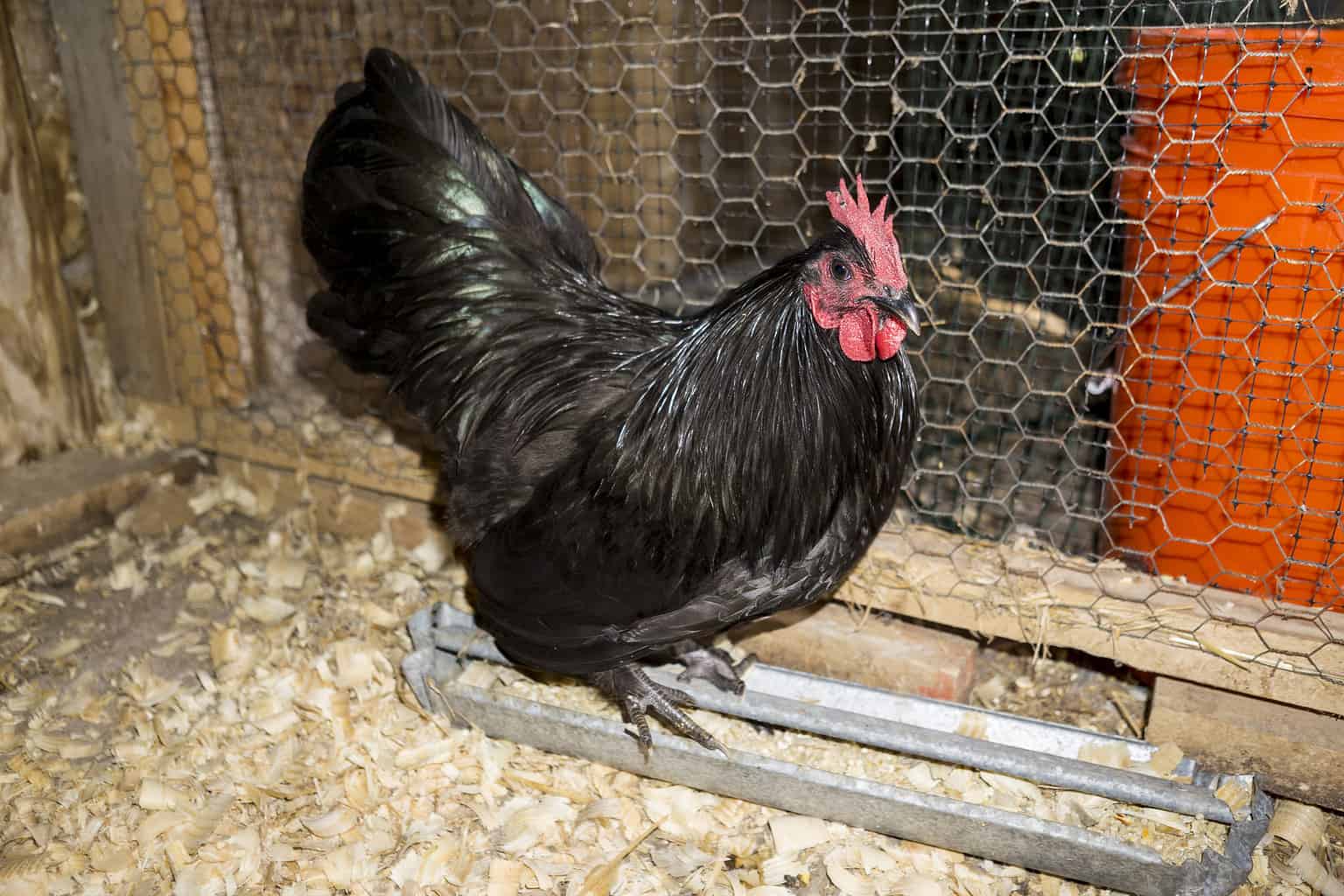 Langshan Chicken: Origin, Characteristics, Price, and More! - A-Z Animals