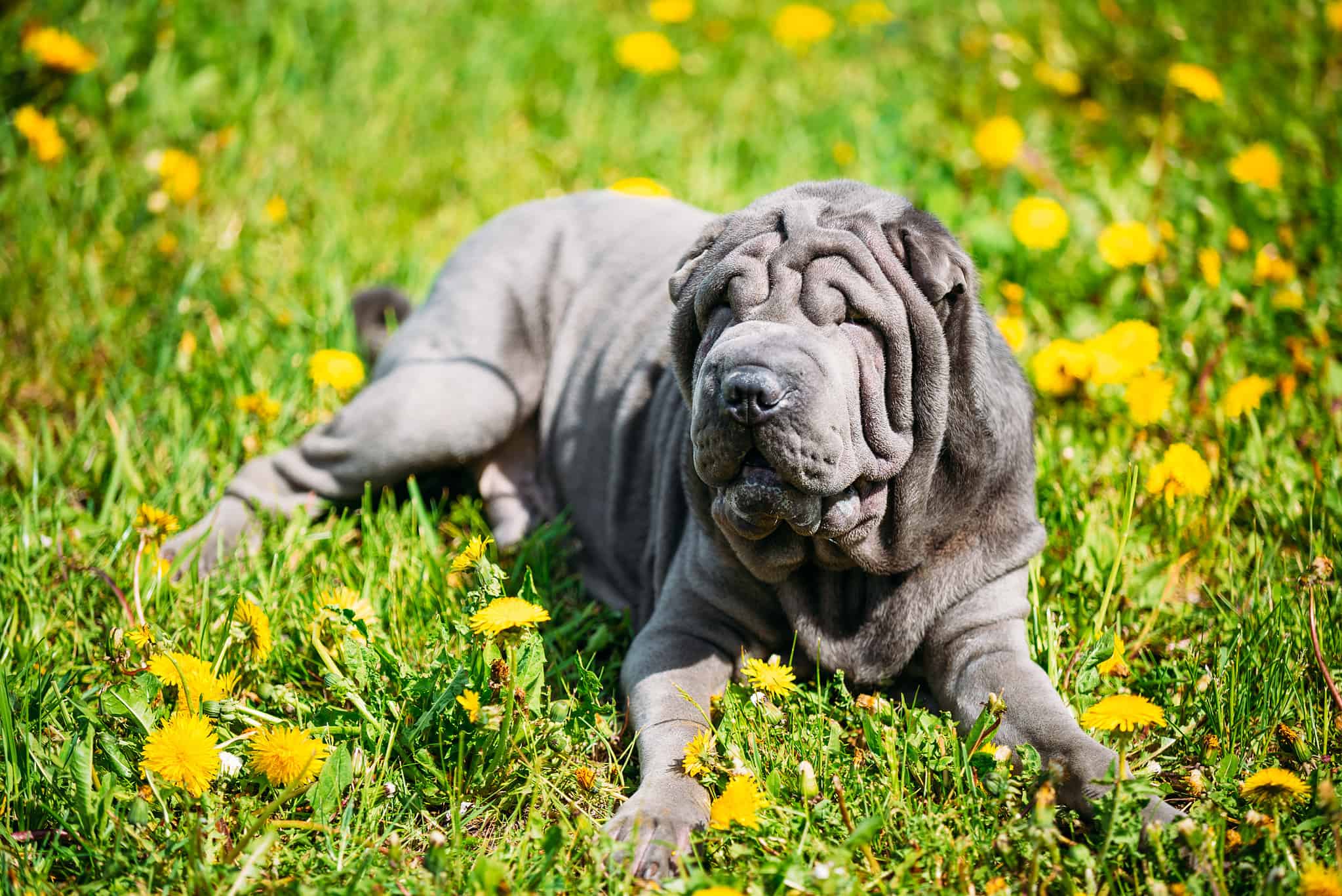 Shar Pei Progression: Growth Chart, Milestones, and Training Tips