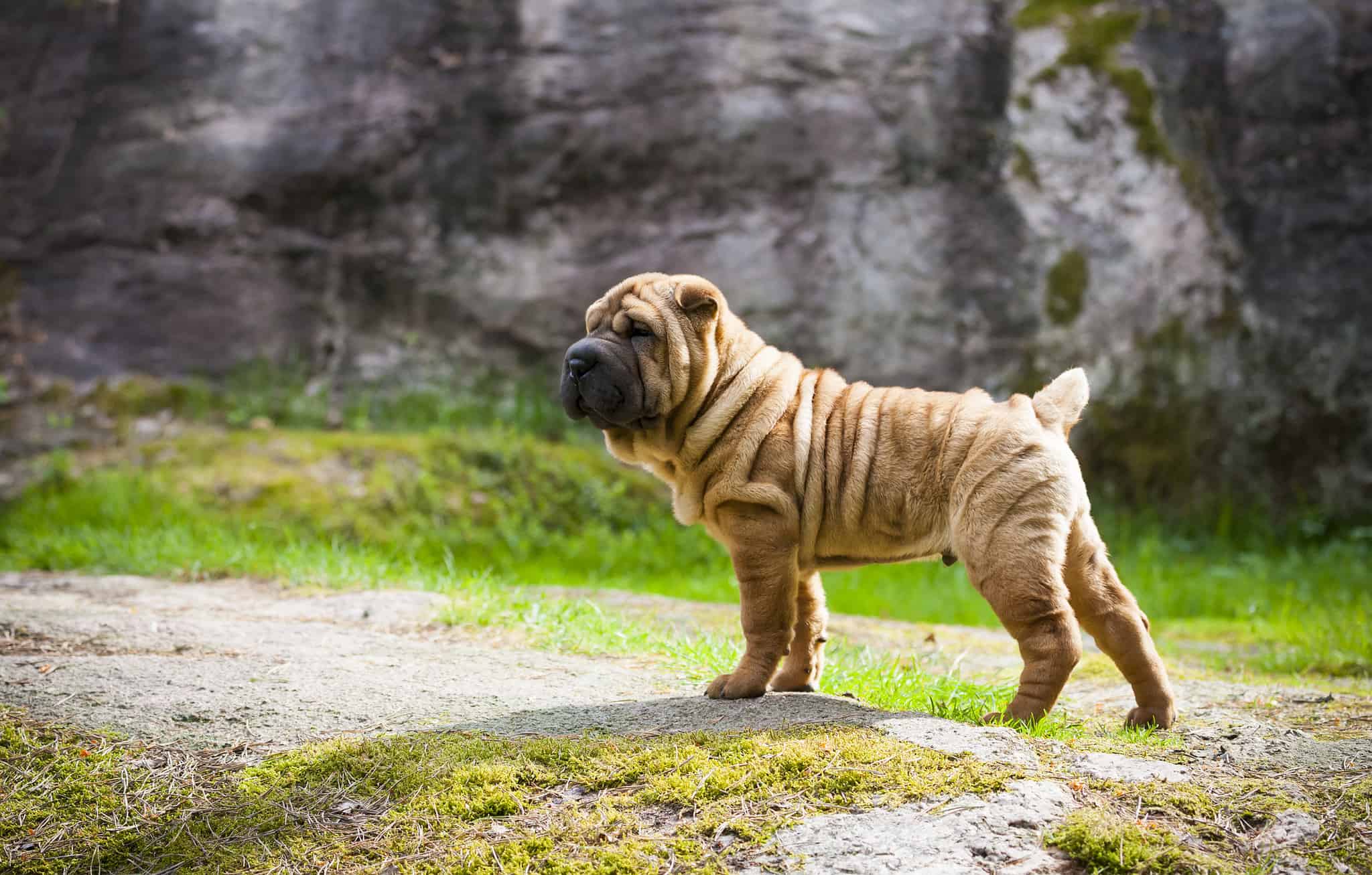 What Were Shar Pei Bred For? Discover Their Original Role, Jobs, and ...