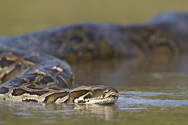 Can Snakes Really Breathe Underwater? - A-Z Animals