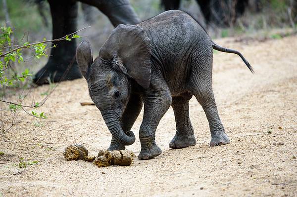 Does Animal Poo Hold the Key to Animal Conservation? The Poo Zoo Thinks ...