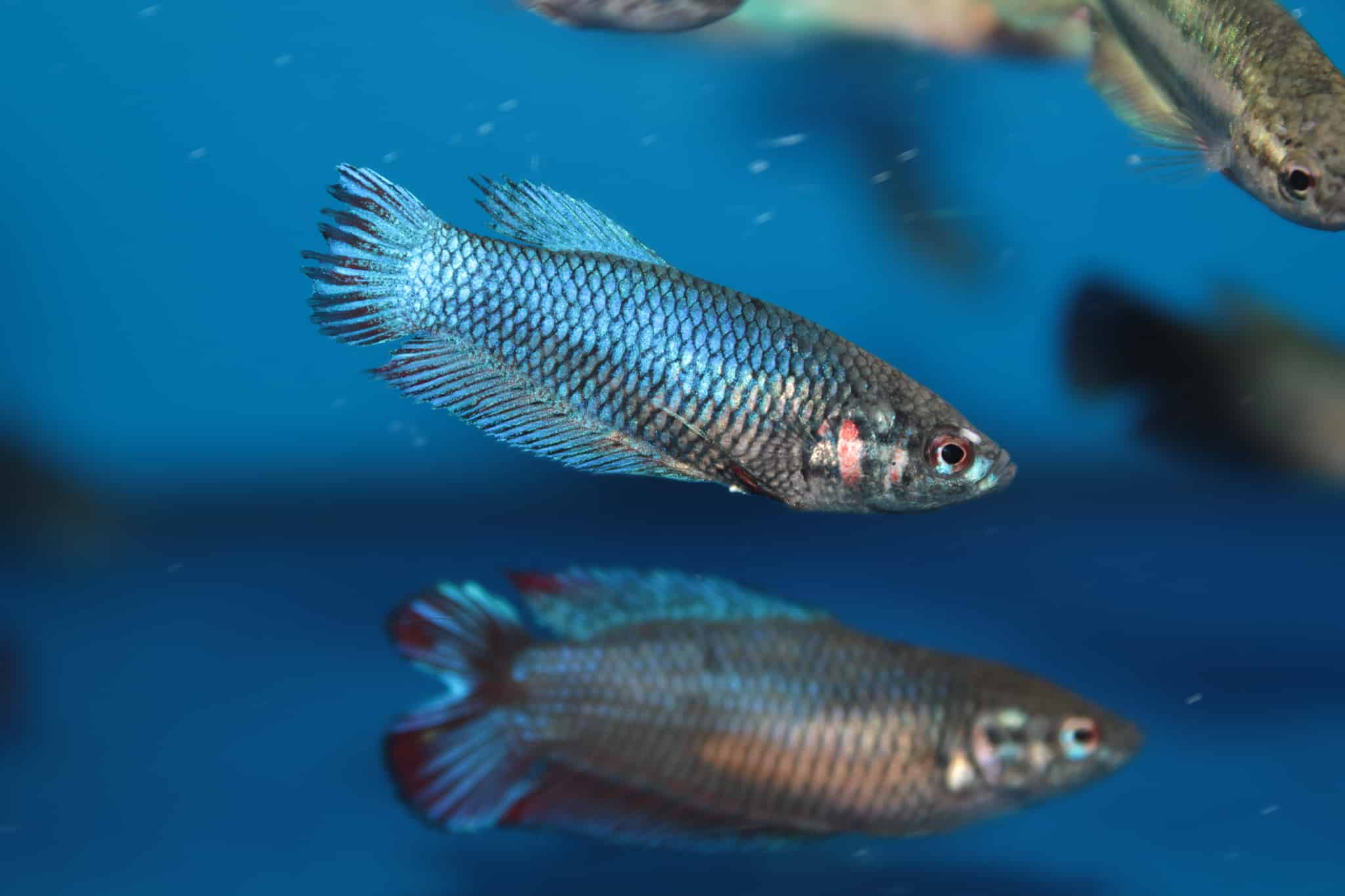 Can Female Betta Fish Live Together? 5 Important Things to Know Before ...