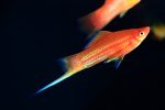 15 Cheap Freshwater Aquarium Fish to Buy on a Budget - A-Z Animals