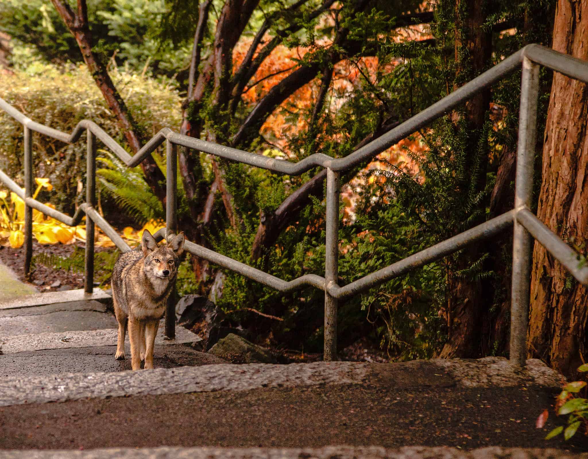 Coyotes in Oregon: Population, Common Locations, Hunting Rules, and ...