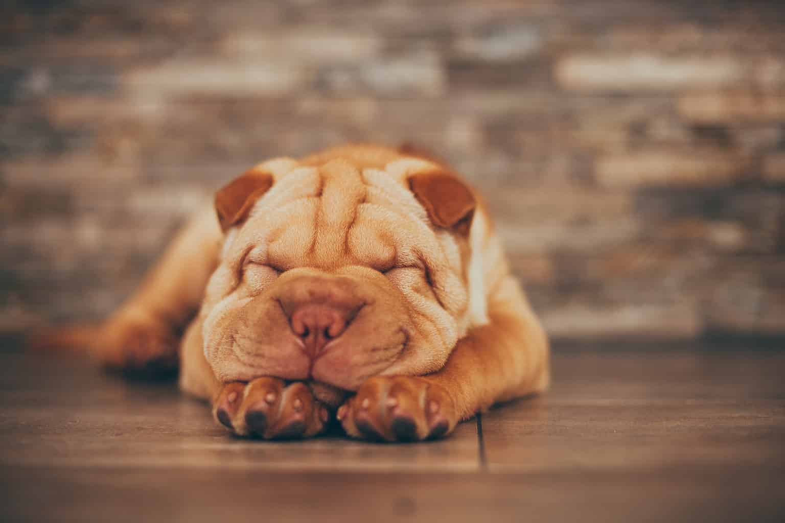 Shar Pei Progression: Growth Chart, Milestones, and Training Tips