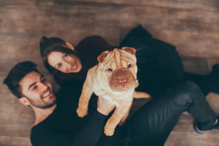 Shar Pei Progression: Growth Chart, Milestones, and Training Tips