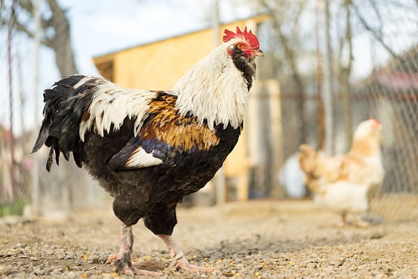 Discover 20 Different Types of Roosters (and What Makes Each Unique ...
