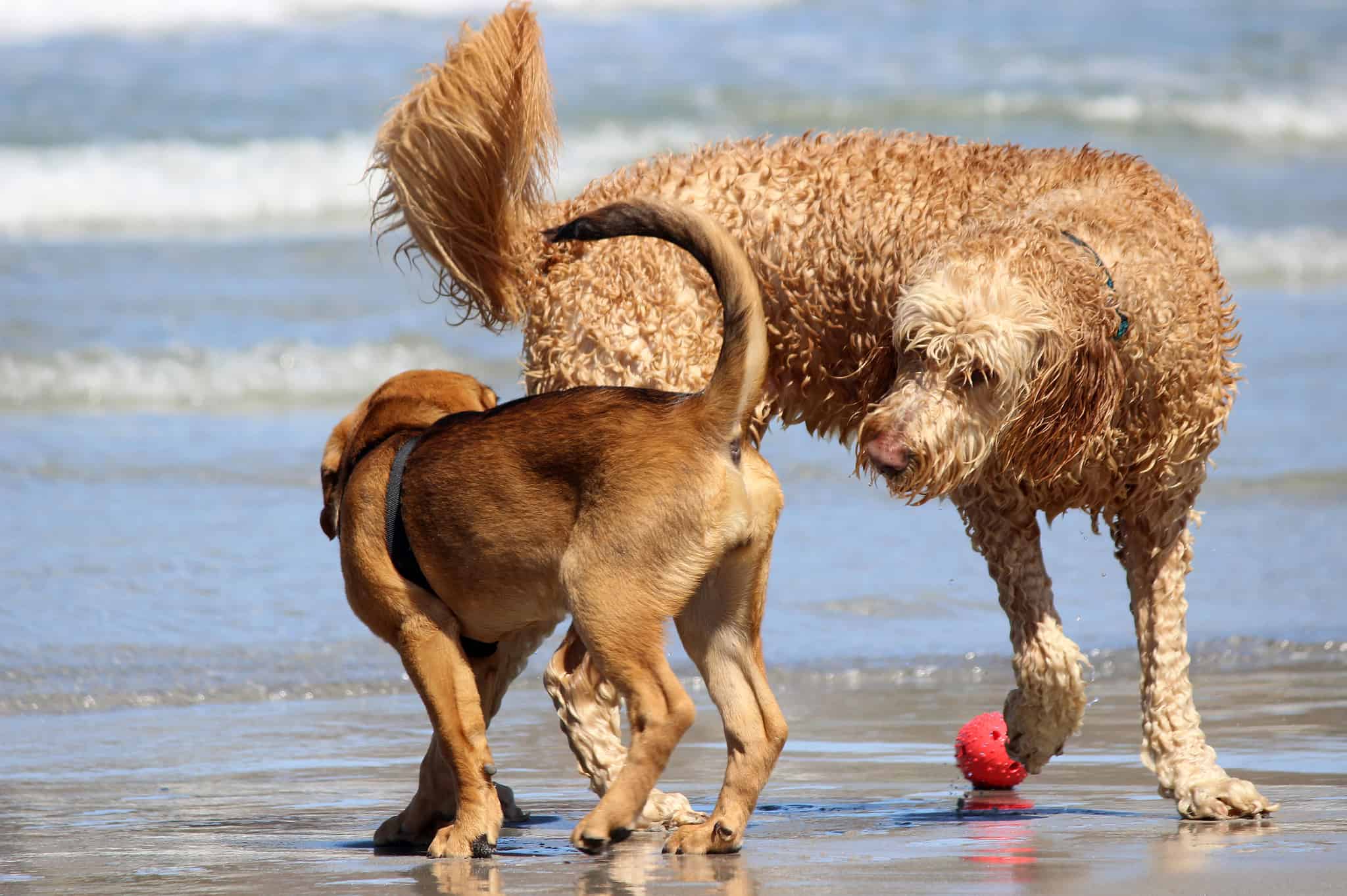 7 Crucial Tips for Socializing Your Dog with Other Dogs - A-Z Animals