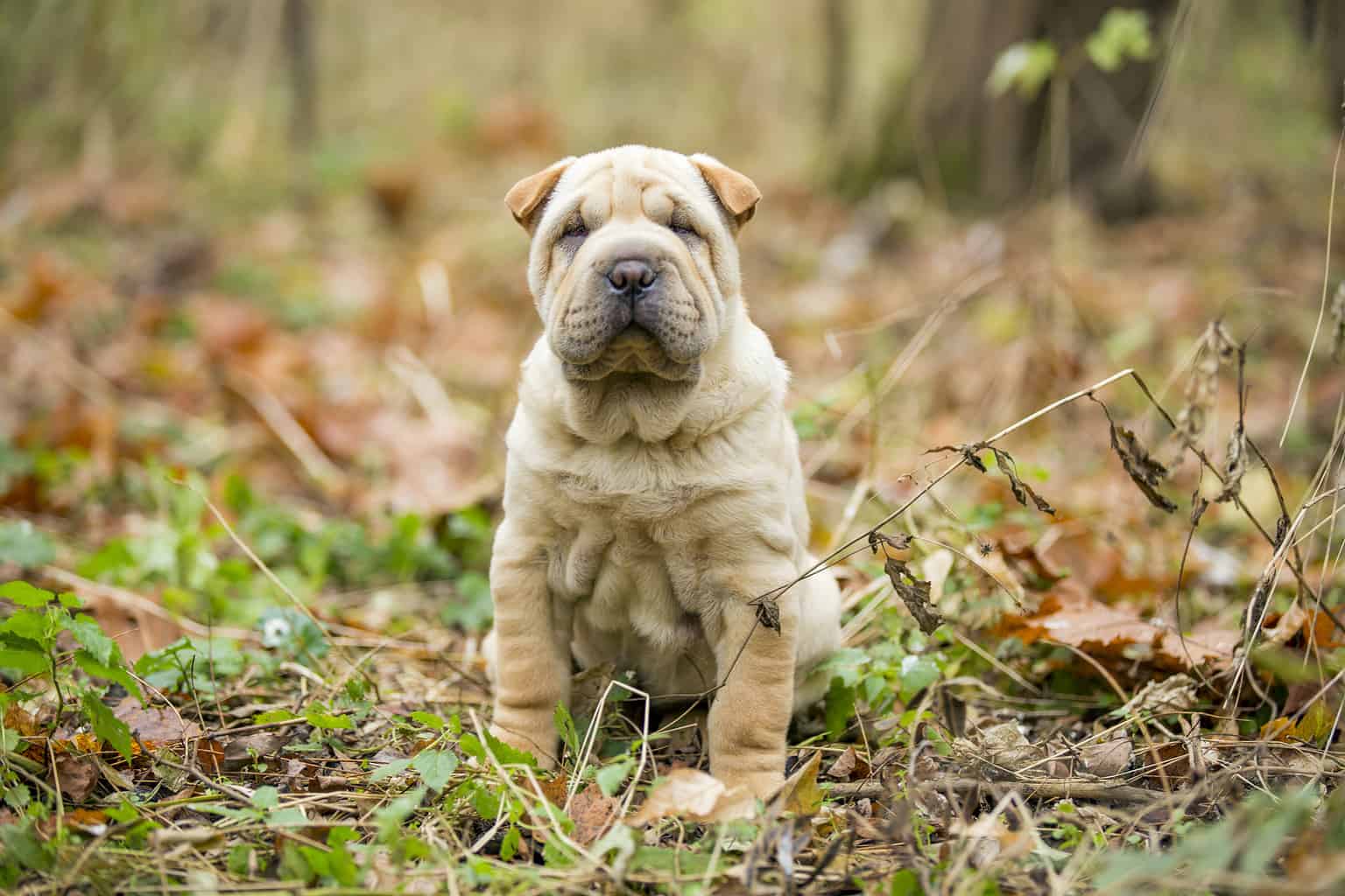 Shar Pei Progression: Growth Chart, Milestones, and Training Tips