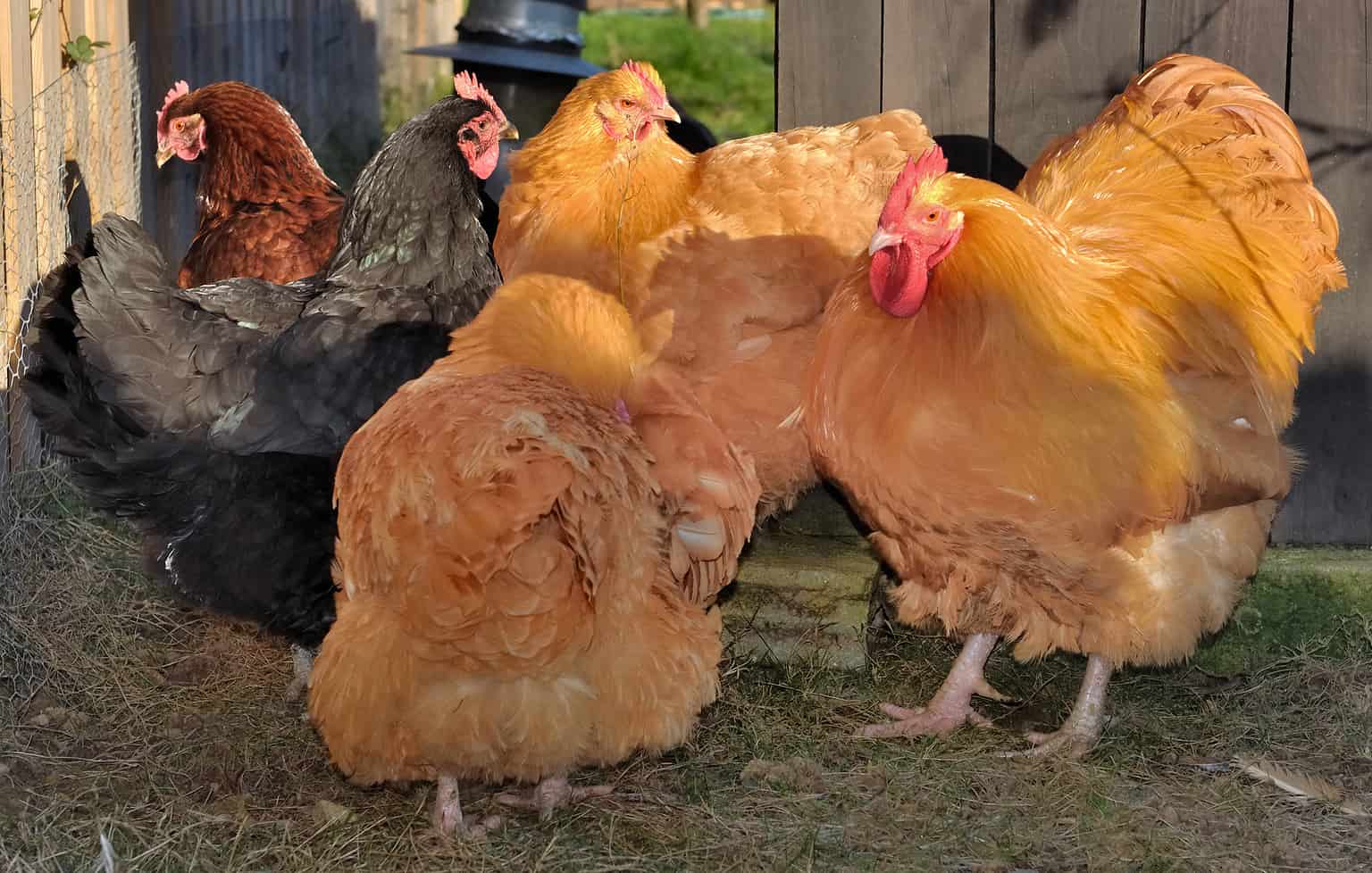 Discover the Biggest Chicken Breeds in the World - A-Z Animals