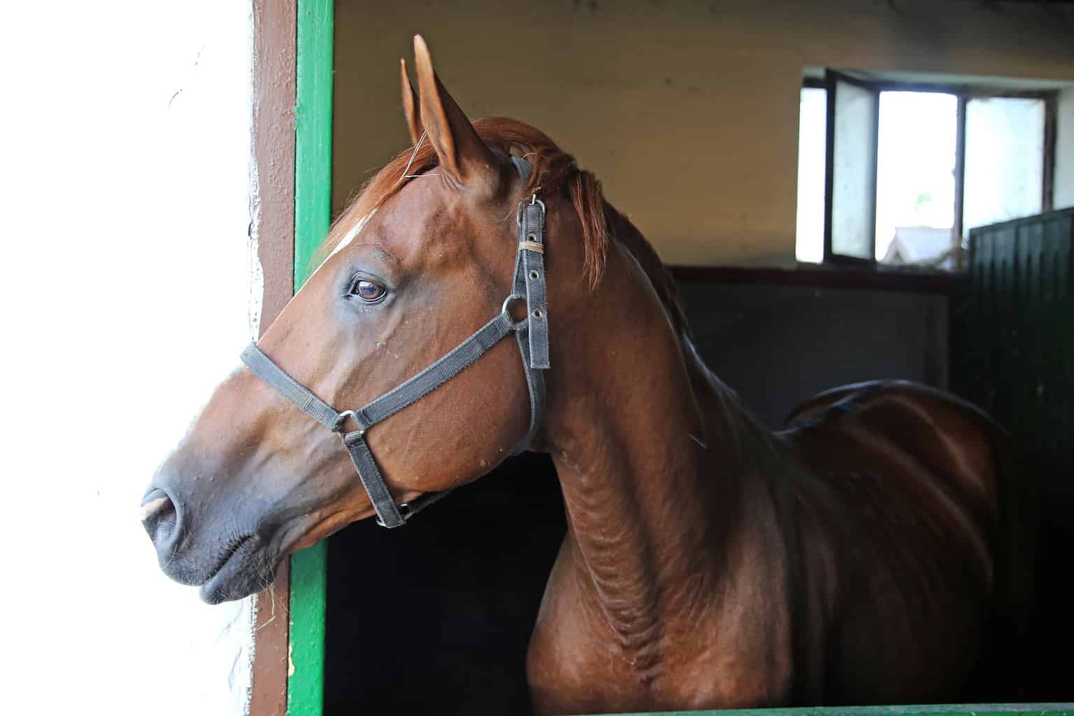 The 21 Surprising Horse Breeds Used For Racing - A-Z Animals