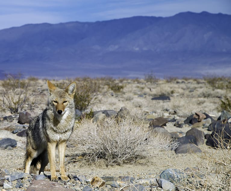 Coyote Lifespan: How Long Do They Live? - A-Z Animals