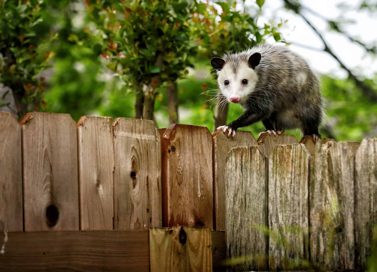 The Animal Kingdom's Biggest Snoozers - A-Z Animals