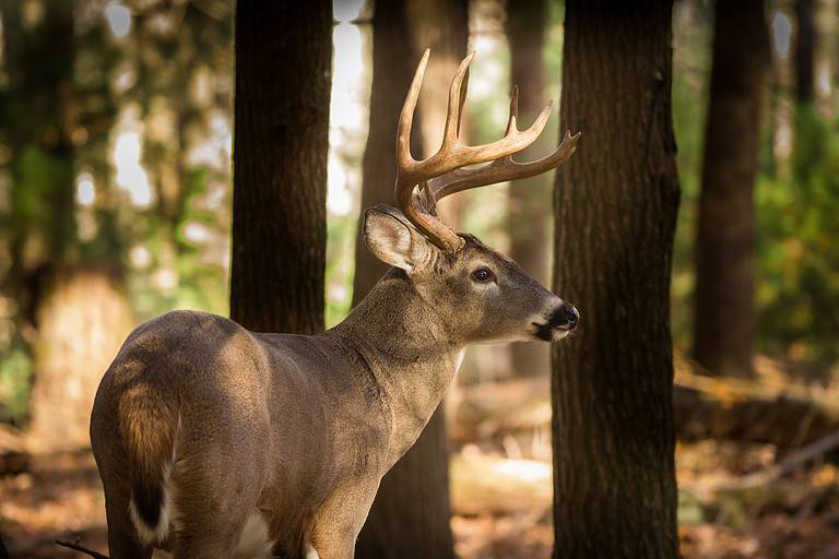 Deer Antler Sizes and What They Mean - A-Z Animals