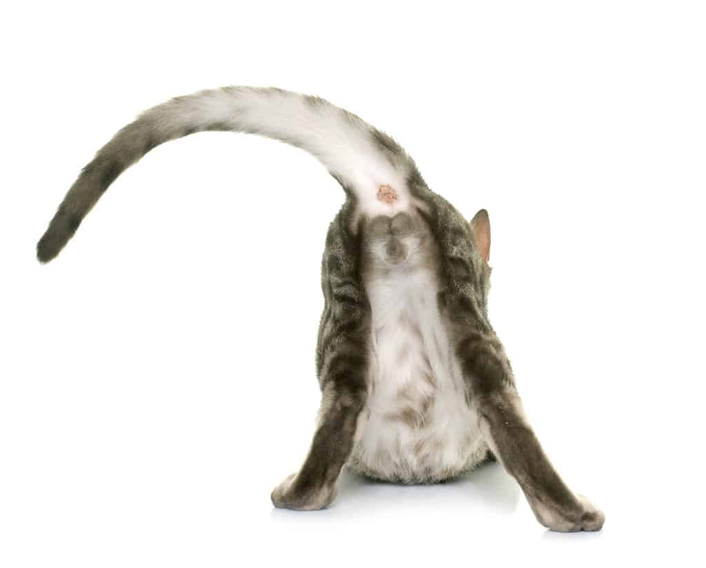 Male vs. Female Himalayan Cats: 5 Key Differences - A-Z Animals