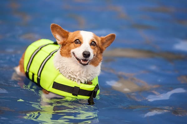 Corgis Exercise: Energy Level and How Much Activity They Need - A-Z Animals