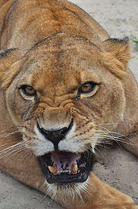 How Do Lions Communicate With Each Other? - A-Z Animals