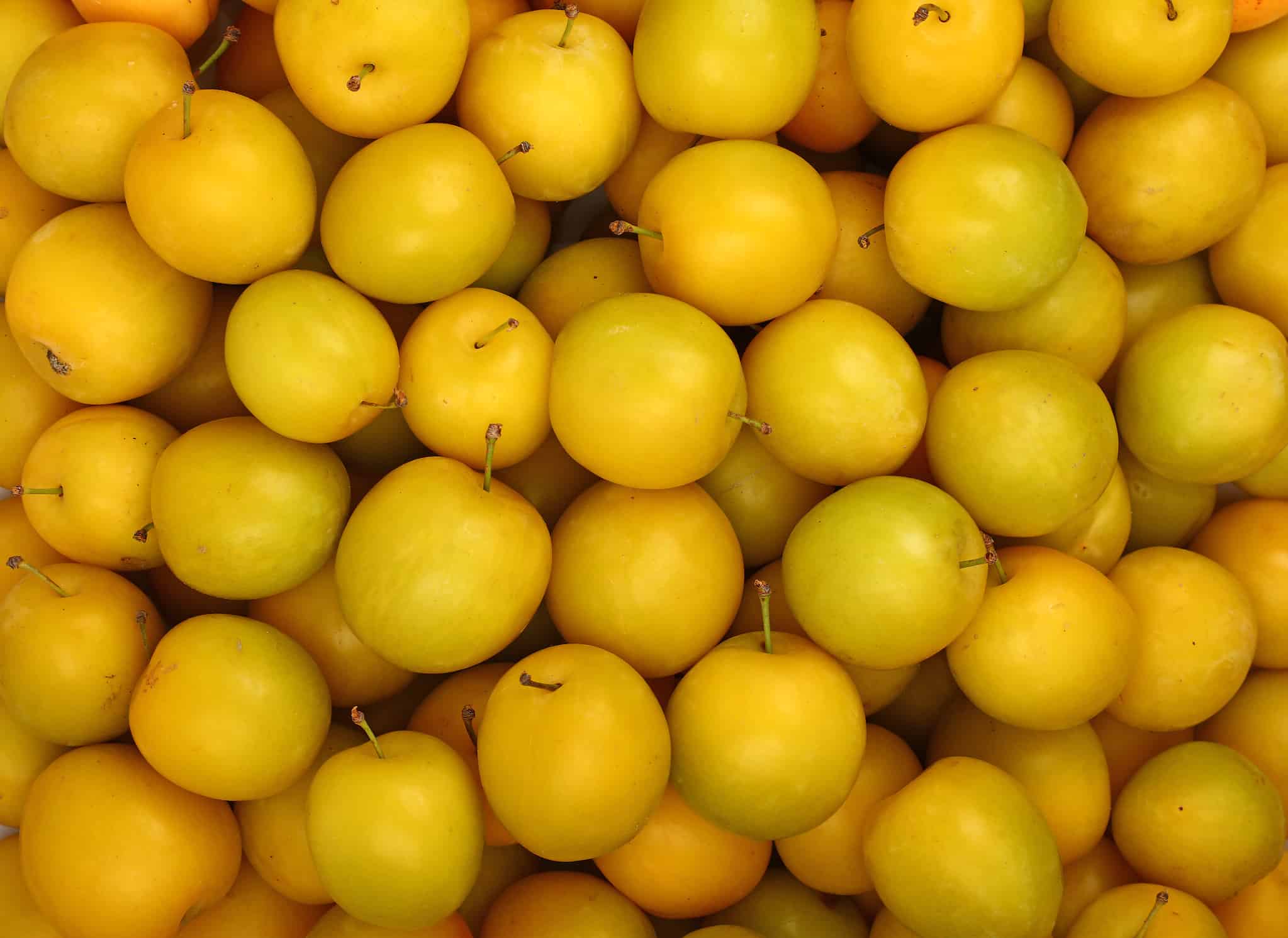 Discover the 20 Fruits That Start With Y - A-Z Animals