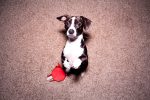 How Big Is a Full Grown Chiweenie? Size Chart and Milestones - A-Z Animals