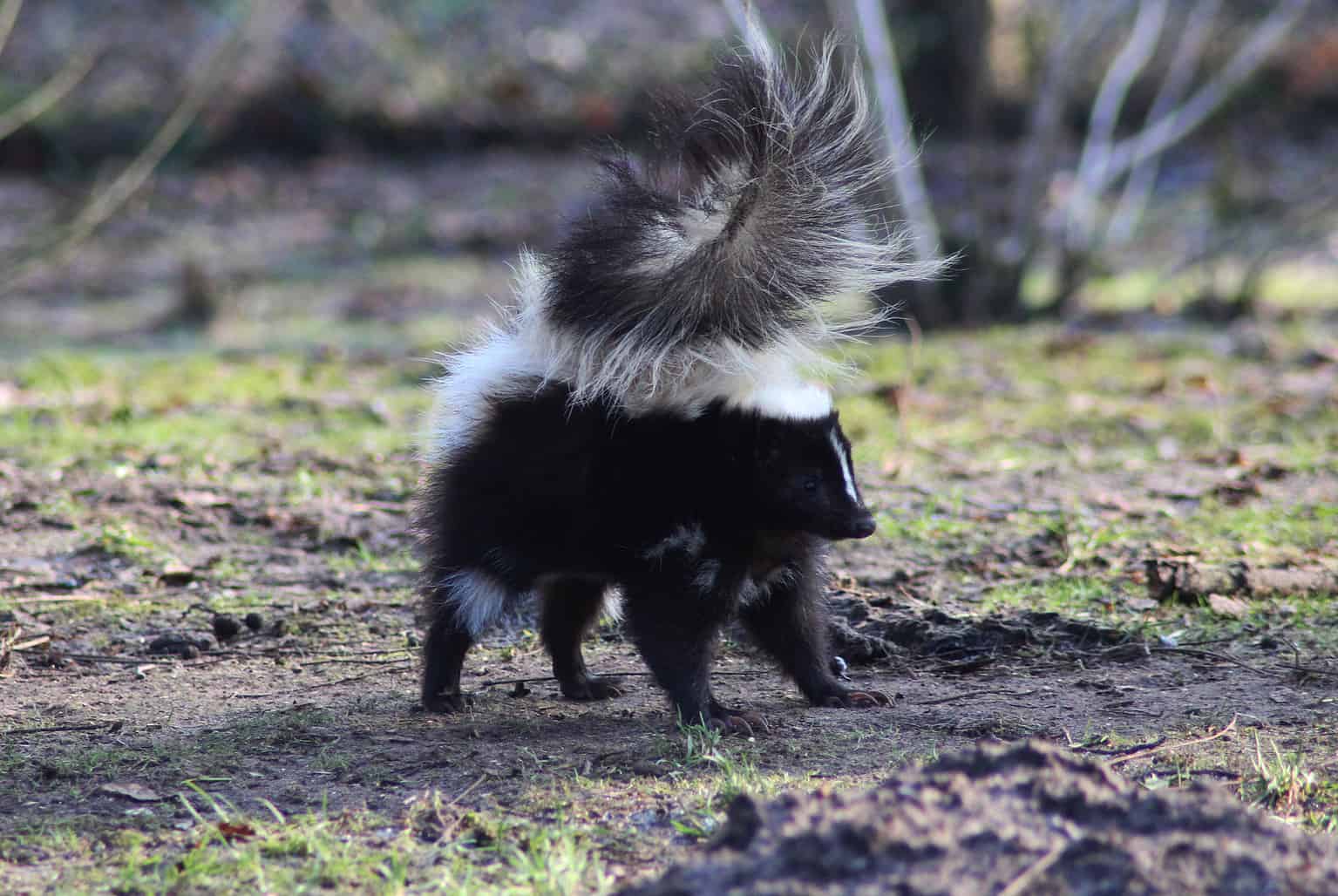 6 Animals With Signature Scents - A-Z Animals