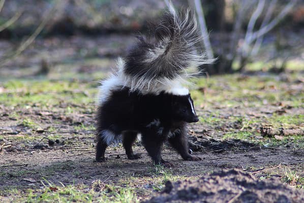 6 Animals With Signature Scents - A-Z Animals