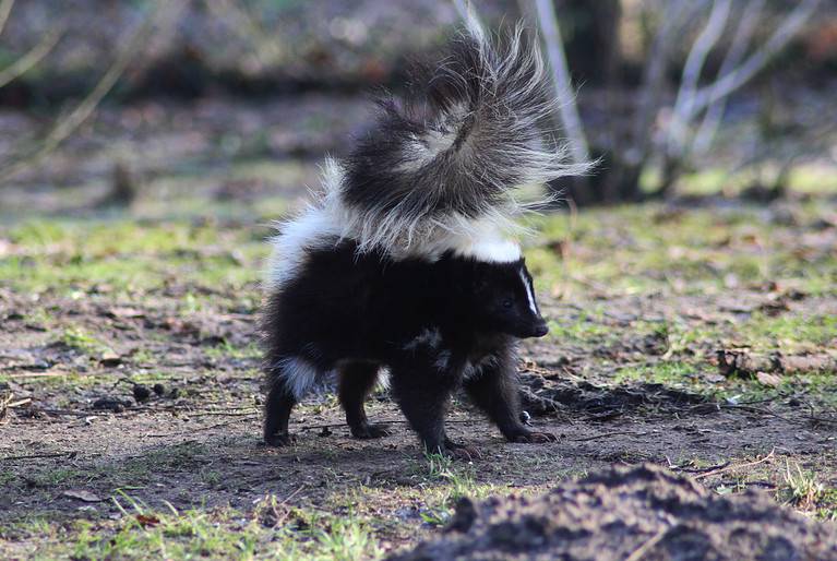 Are Skunks Blind? (And 7 Other Myths About Skunks) - A-Z Animals