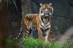 Why Do Tigers Chuff? - A-Z Animals