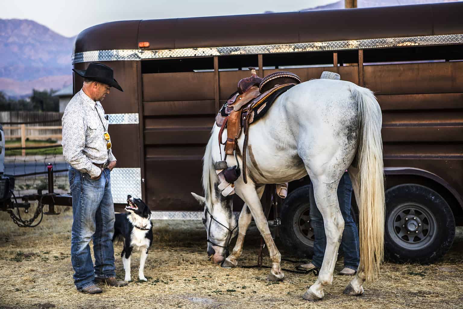The 240+ Best Western and Cowboy Dog Names - A-Z Animals