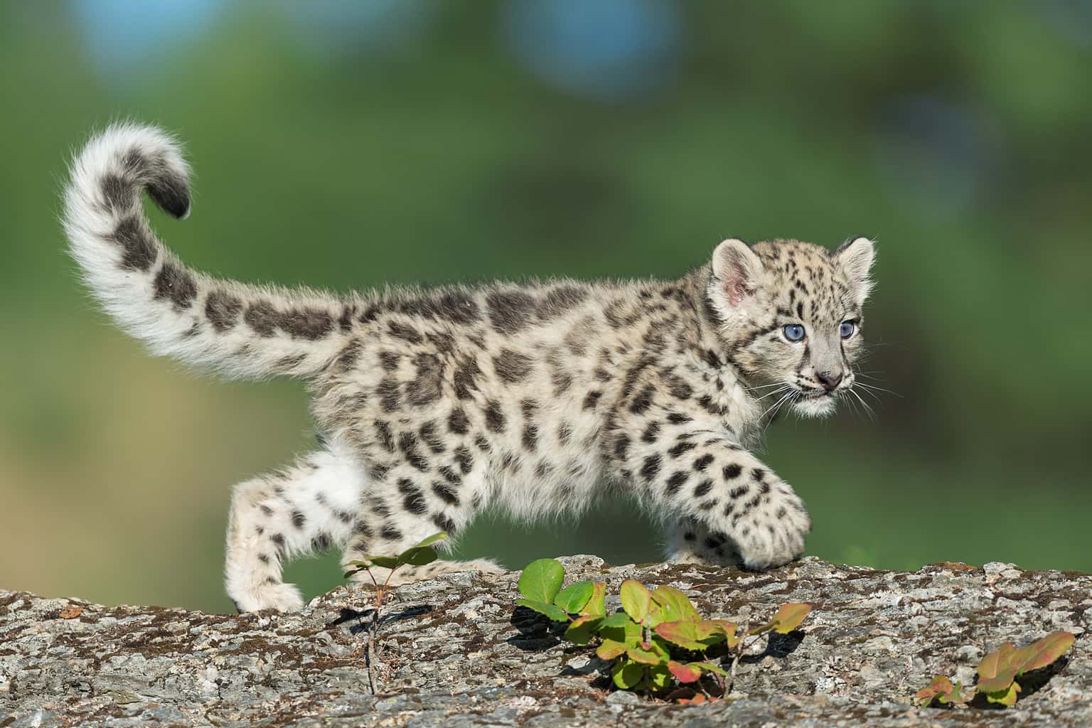 Baby Snow Leopard Cub: 10 Cute Pictures and 10 Amazing Facts - A-Z Animals