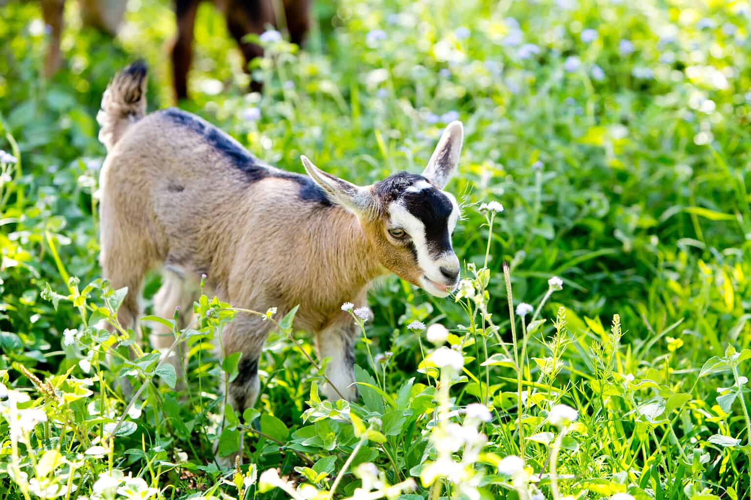 Pygmy Goat Prices in 2024: Purchase Cost, Feeding Costs, and More! - A ...
