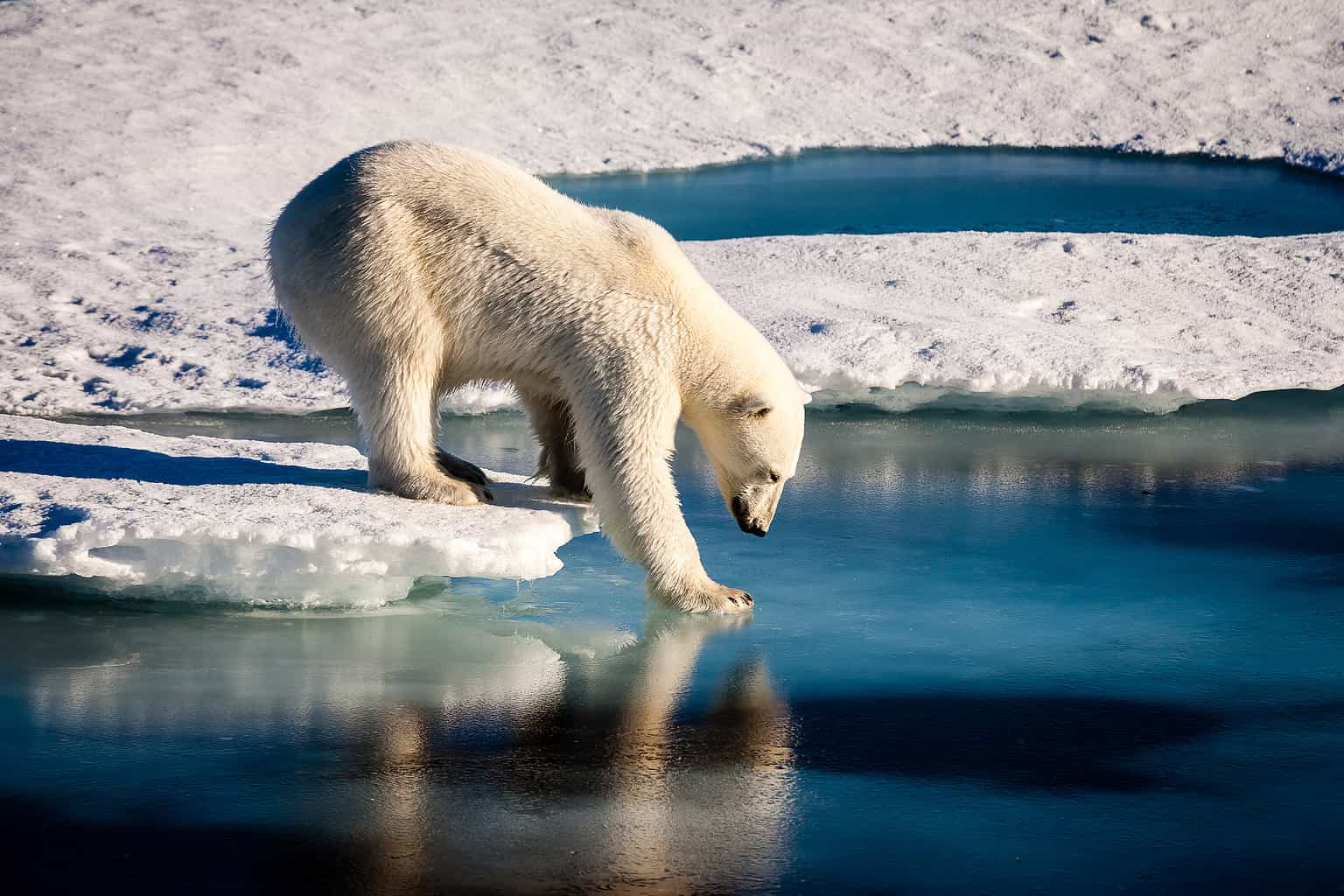 This Playful Polar Bear Loves Swimming Just Like We Do - A-Z Animals