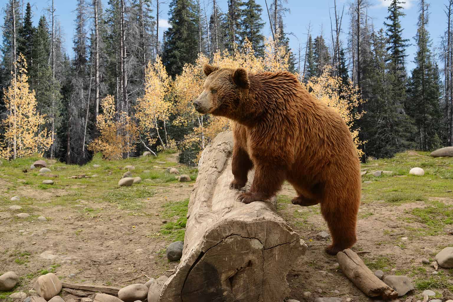 The 25 Coolest Facts About Bears - A-Z Animals Slideshows