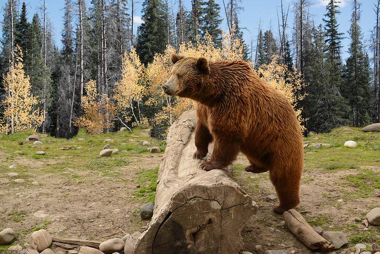 Grizzly Bears: Apex Predators with a Plant-Based Preference - A-Z Animals