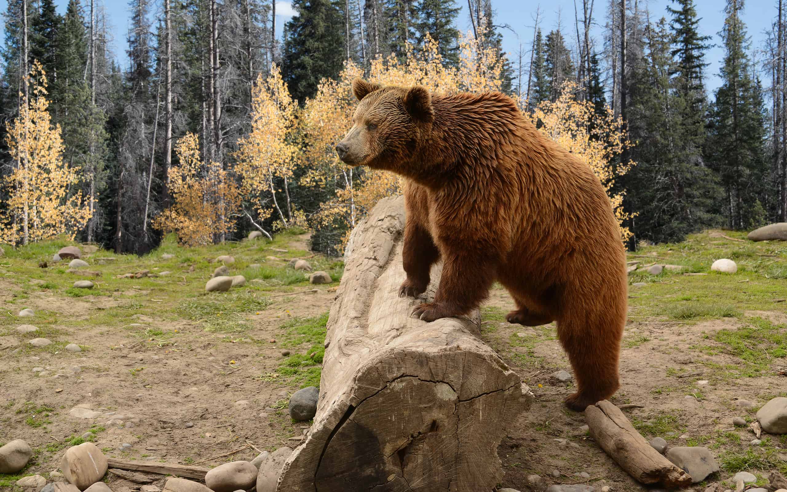 Meet The Intriguing Pizzly Bear A Z Animals Slideshows Meet The Intriguing Pizzly Bear A Z Animals Slideshows