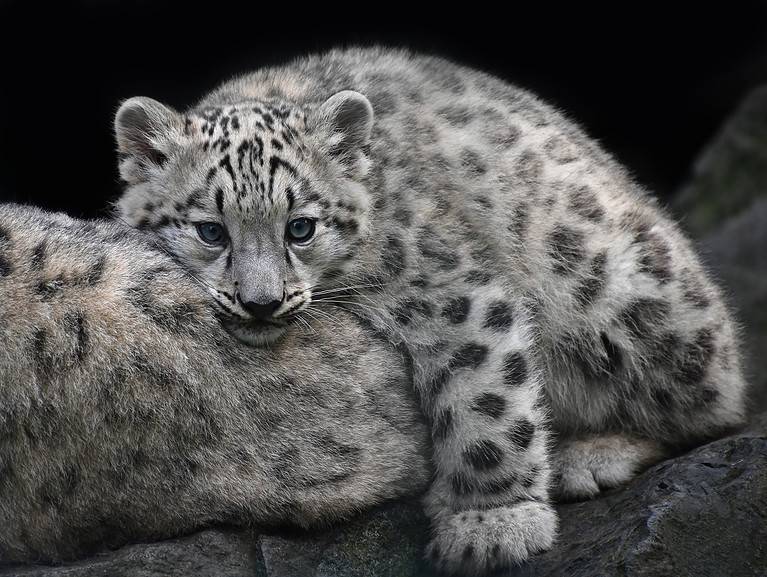 Baby Snow Leopard Cub: 10 Cute Pictures and 10 Amazing Facts - A-Z Animals