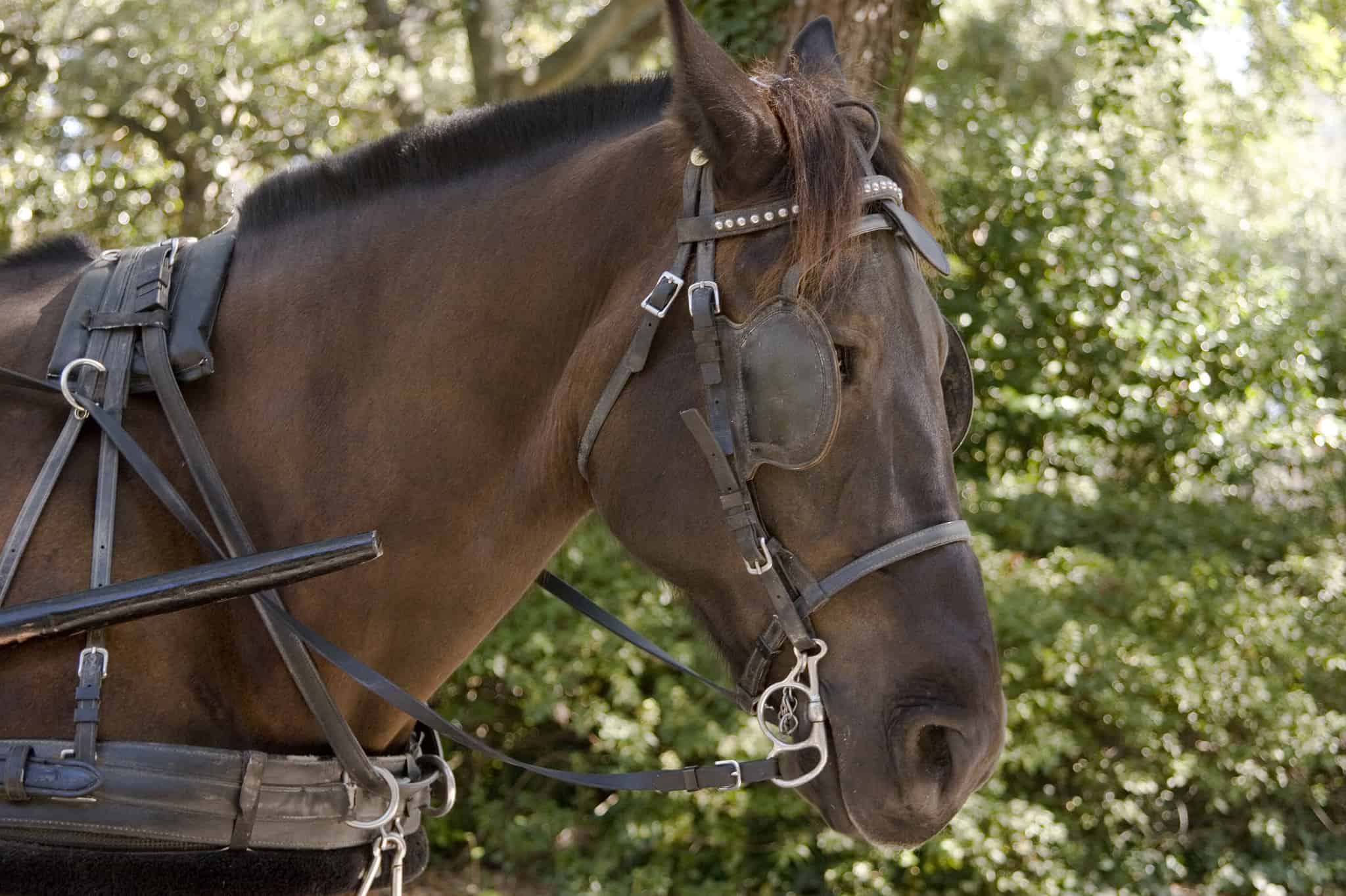 Tennessee Walking Horse Breed Guide: Height, Diet, and Characteristics ...