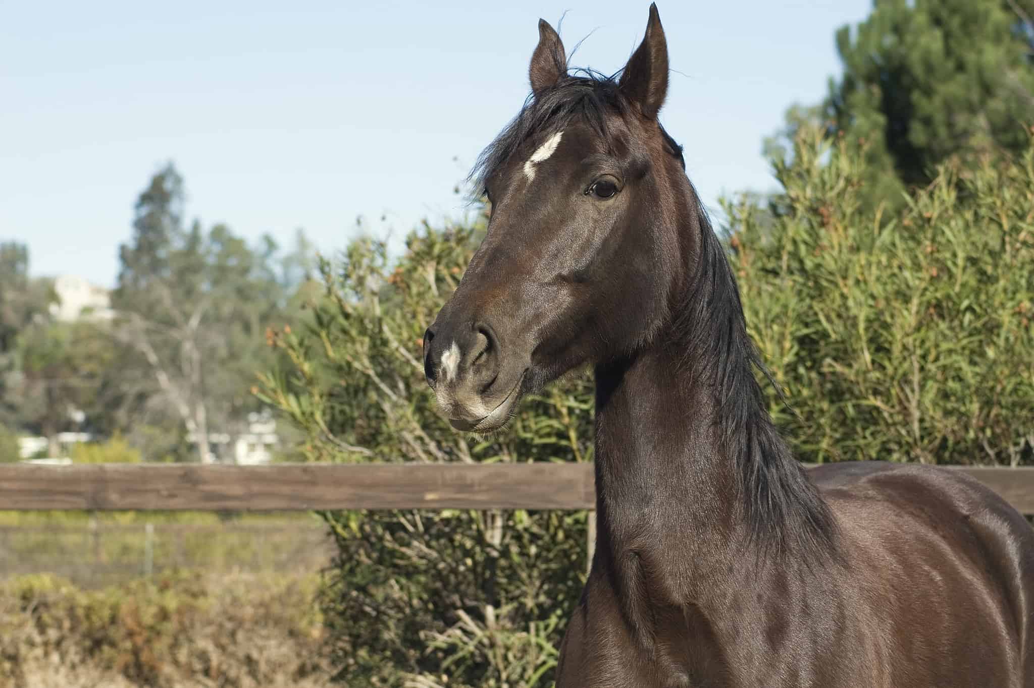 Tennessee Walking Horse Breed Guide: Height, Diet, and Characteristics ...