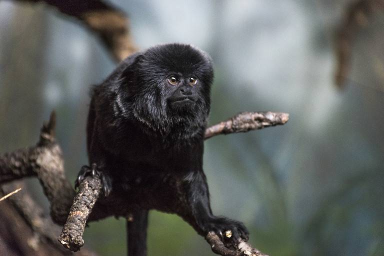 The Complete List of 26 Exotic Pets and Animals - A-Z Animals