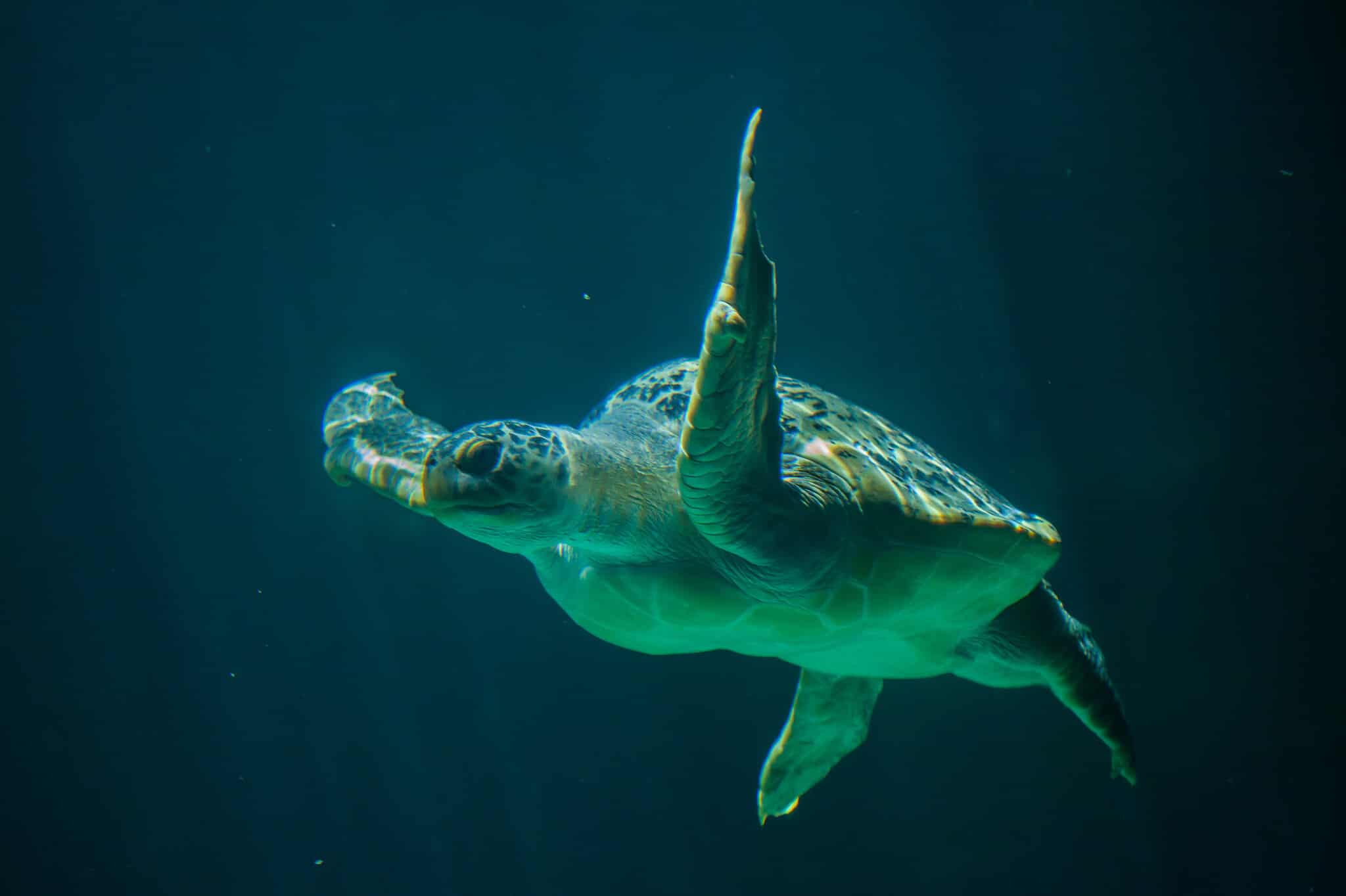 Can Turtles See in the Dark? This Is What Experts Say - A-Z Animals