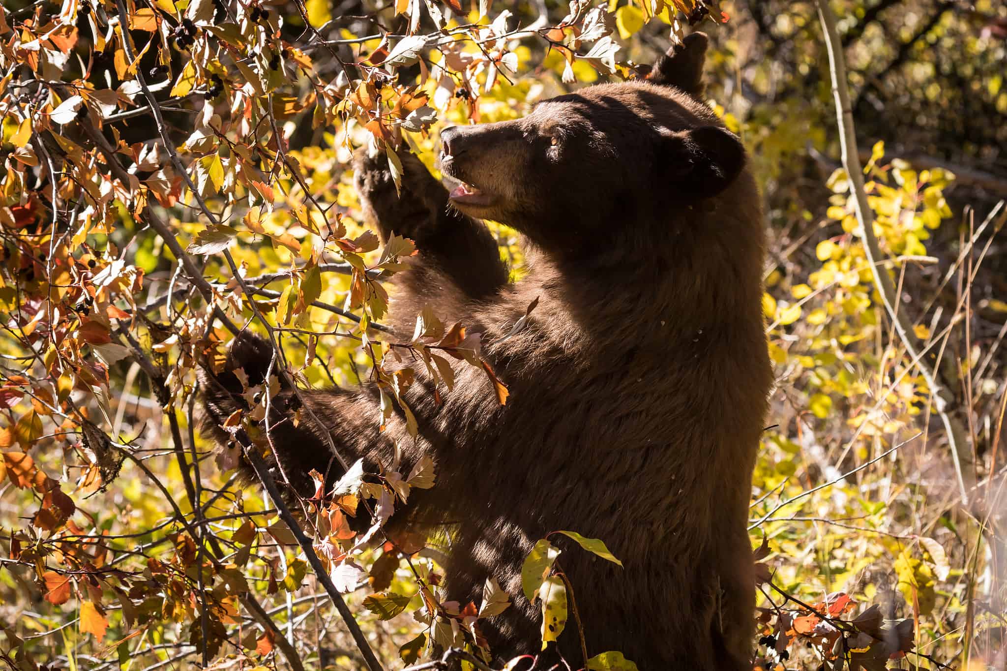 From Elk to Raptors: Animals of Grand Teton National Park - A-Z Animals