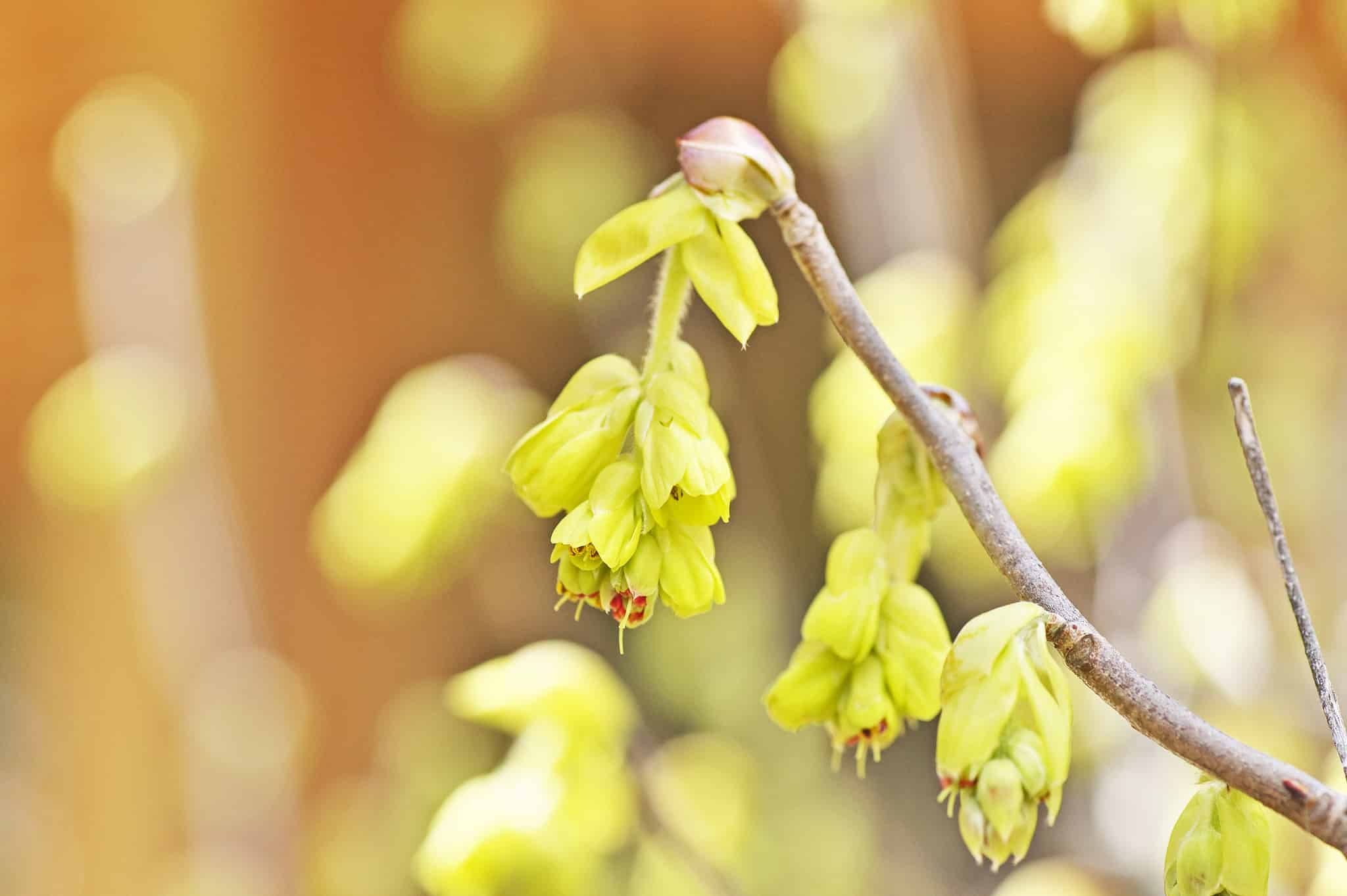 Discover the 15 Best Winter Interest Plants for Adding Color to Your ...