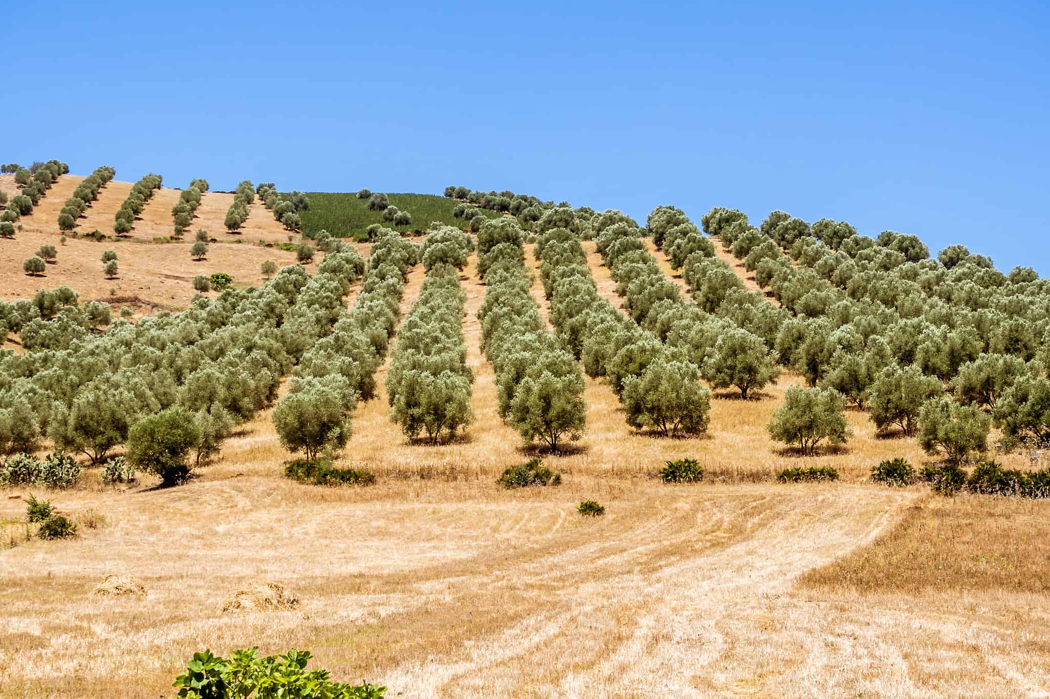 The 10 Countries That Produce the Most Olive Oil - A-Z Animals